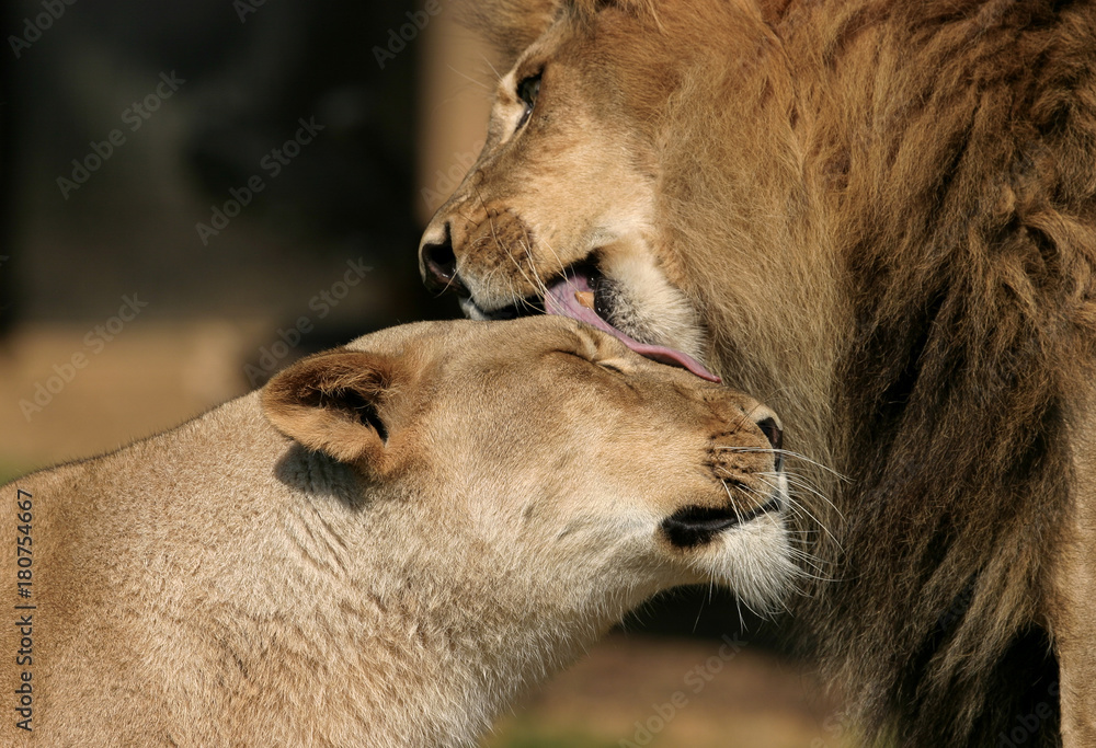 Male And Female Lion Affection