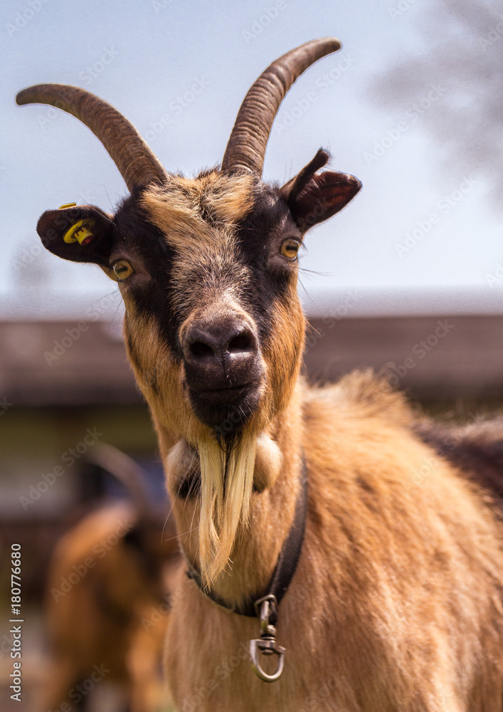 Crazy goat / Lustige Ziege Stock Photo | Adobe Stock