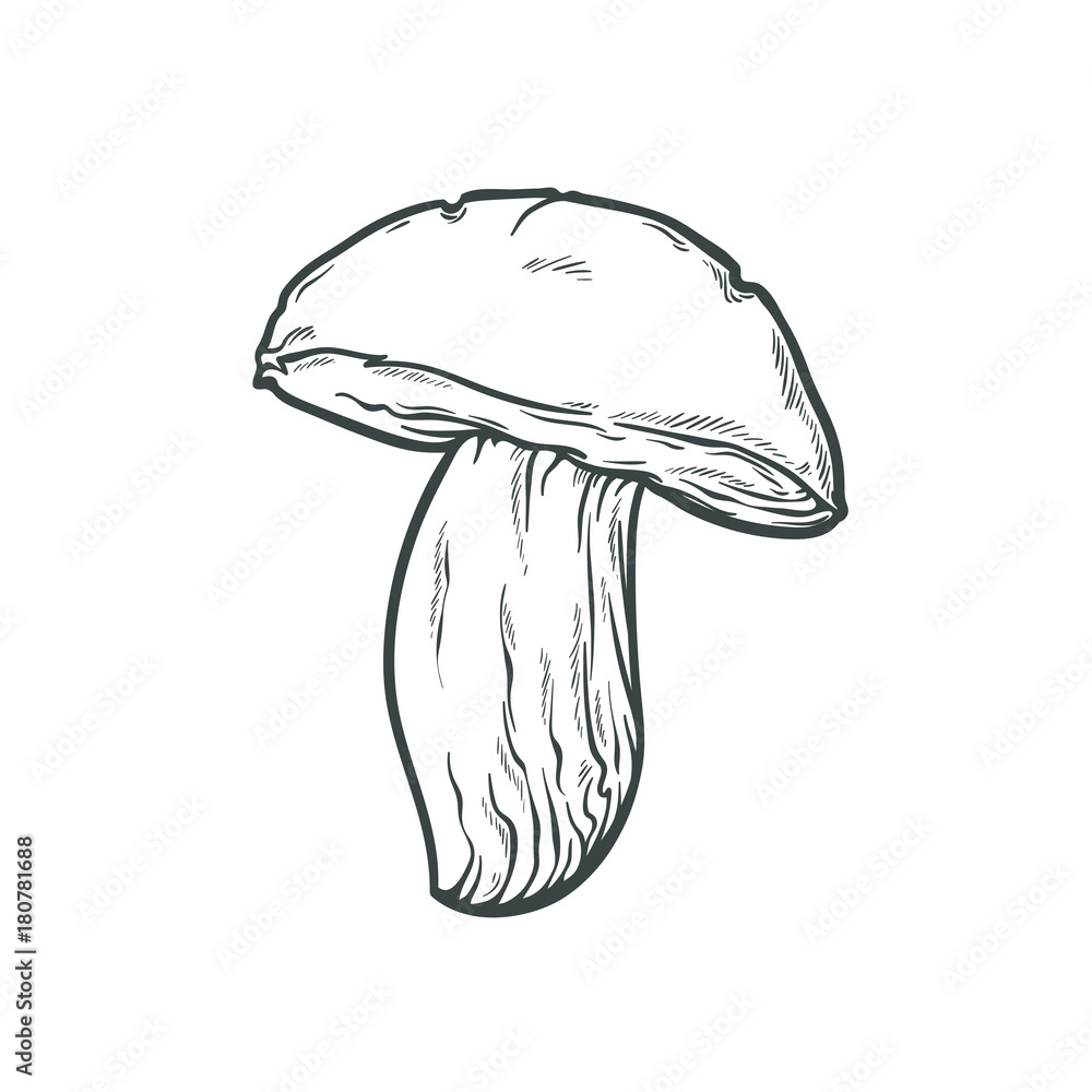 One monochrome boletus mushroom, hand drawn sketch line art, vector ...