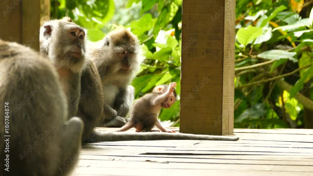 Macaque monkey family with baby at Monkeyforest in Ubud, Bali Stock ...