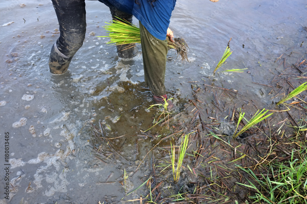 Plant rice into mud field , Farmers are planting rice in the farm ...