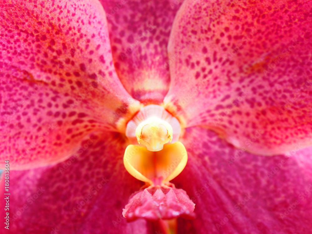 Zdjęcie Stock: Macro close up white yellow pollen of big violet pink ...