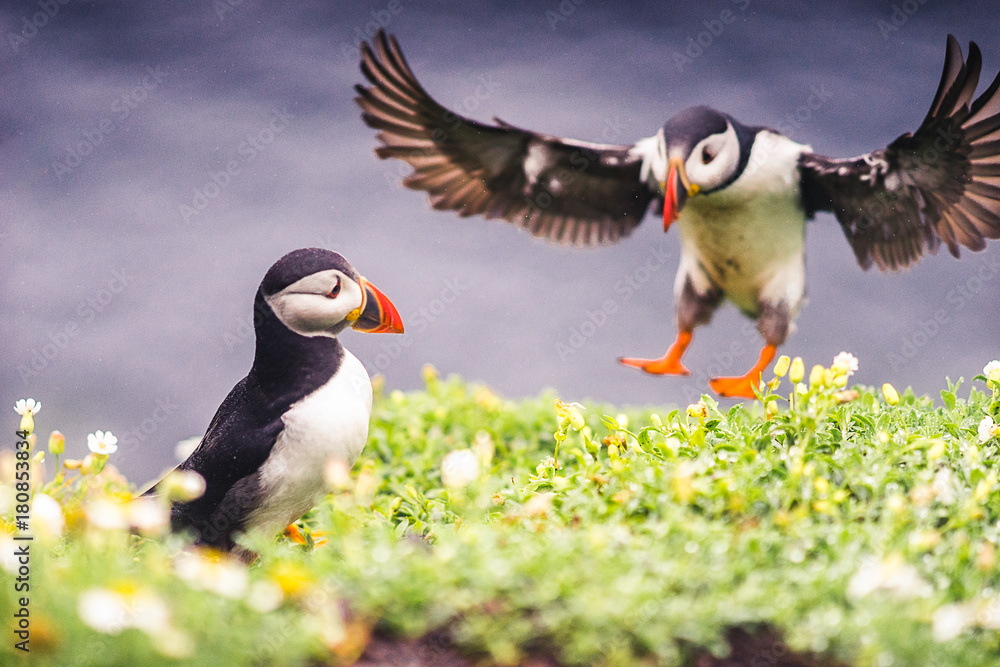Skellig Puffins, Wild Atlantic Way wildlife shoot Stock Photo | Adobe Stock