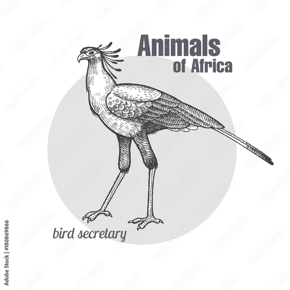 Secretary bird isolated on white background. Stock Vector | Adobe Stock