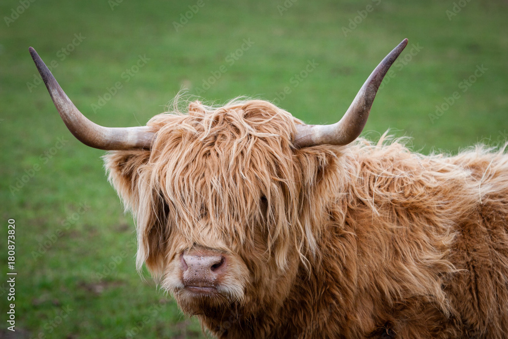 Cow Head Side View