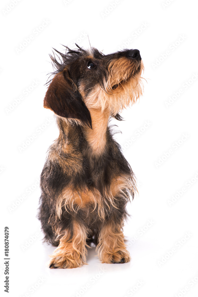 Sitzender Rauhaardackel sieht nach oben isoliert auf weißem Grund Stock ...