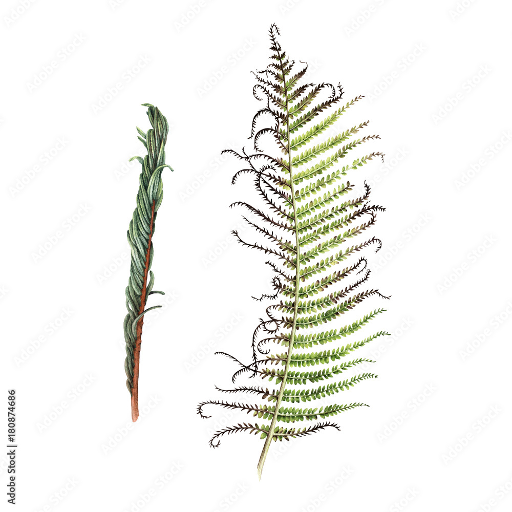 Fern, watercolor, can be used as greeting card, invitation card for ...