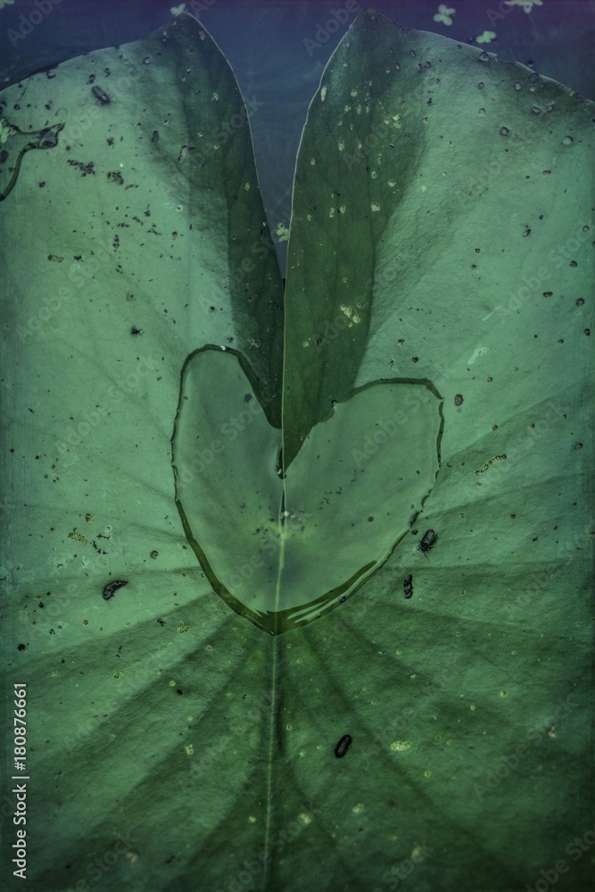 Lily pad with heart-shaped waterdrop foto de Stock | Adobe Stock