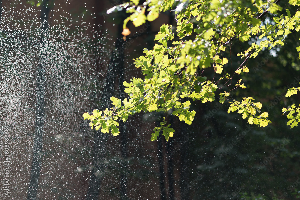 sun shower, meteorological phenomenon: rain falls while the sun is ...