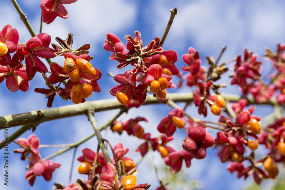 Euonymus europaeus, European spindle - small tree in the family ...