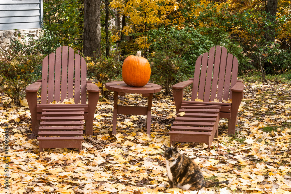 Adirondack chairs in the front yard on a fall day with Lucy, the cat ...