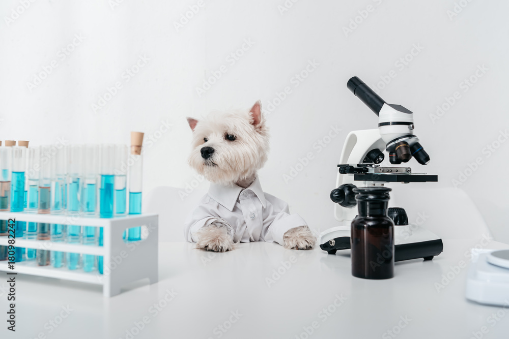 dog with test tubes and microscope Stock Photo | Adobe Stock