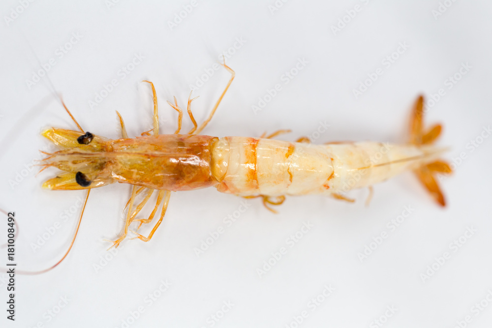 Exemplar of Macrobrachium rosenbergii, also known as the giant river ...