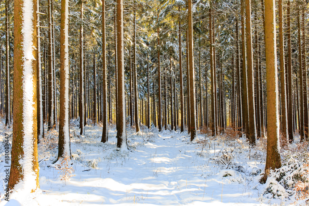 Nadelwald im Harz, Deutschland im Winter Stock-Foto | Adobe Stock