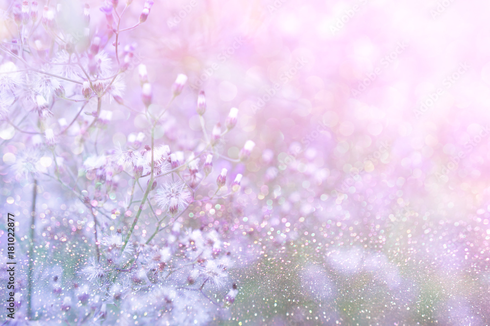 grass flower field in spring background with sunlight in purple pastel ...