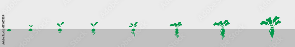 Stages of beet growth. Small and large beets. Ruler development of the ...