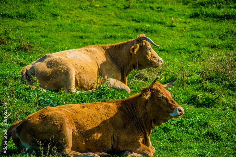 Vacas tumbadas en el prado Stock Photo | Adobe Stock