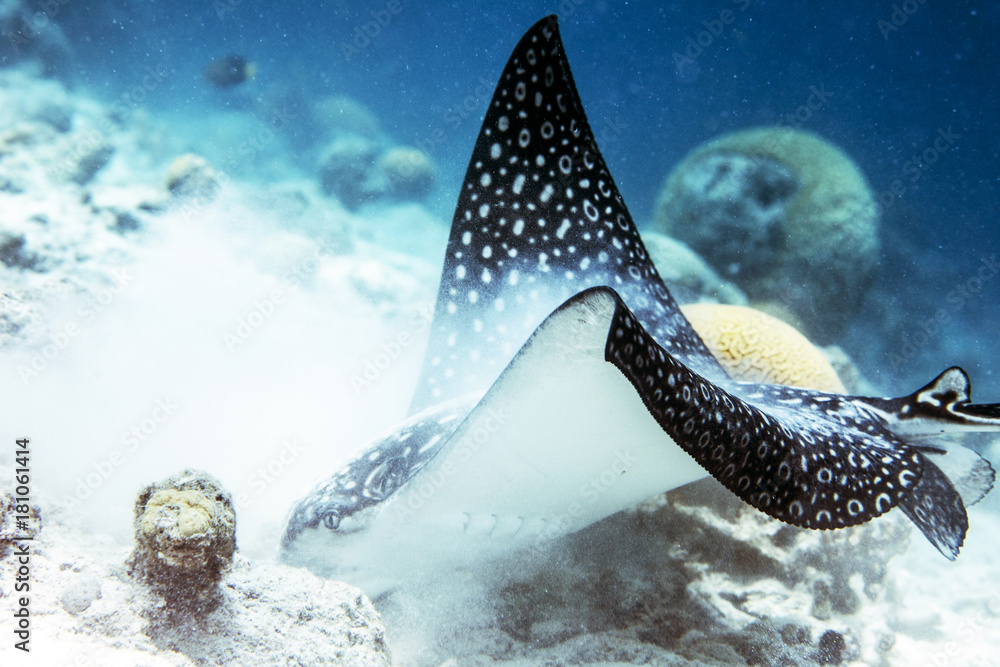 Eagle Ray Eating Bonaire Stock Photo | Adobe Stock