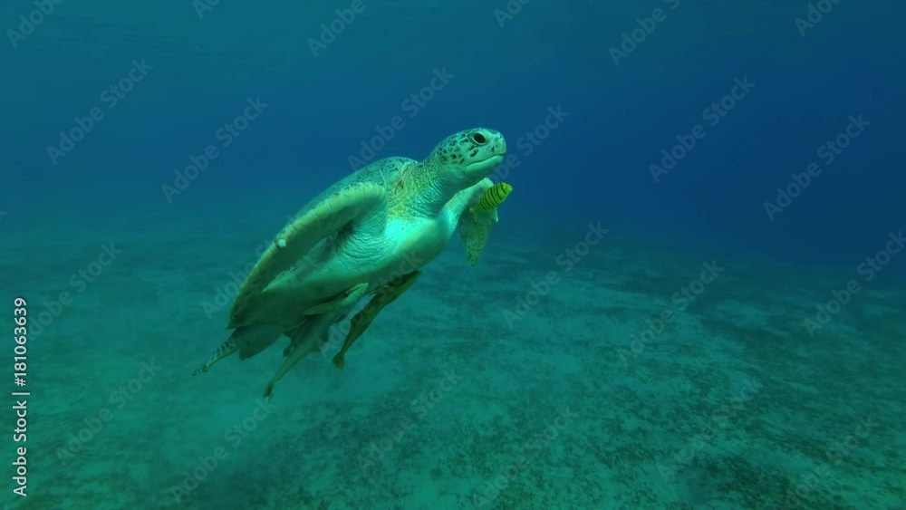 Leucism - Big male Green Sea Turtle (Chelonia mydas) with Remora fish ...