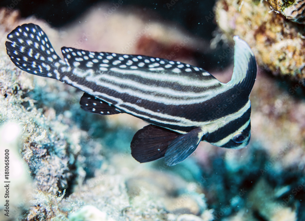 Black And White Striped Fish