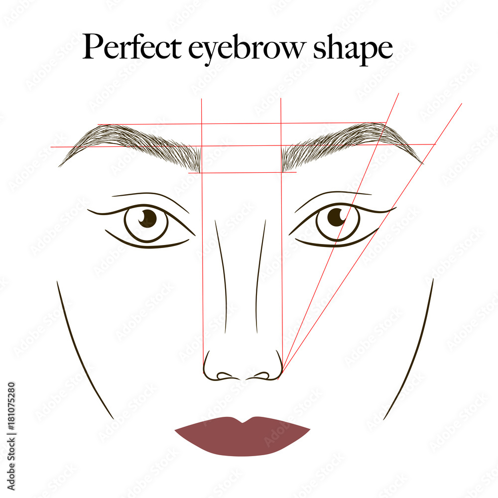 eyebrows scheme vector illustration Stock Vector | Adobe Stock
