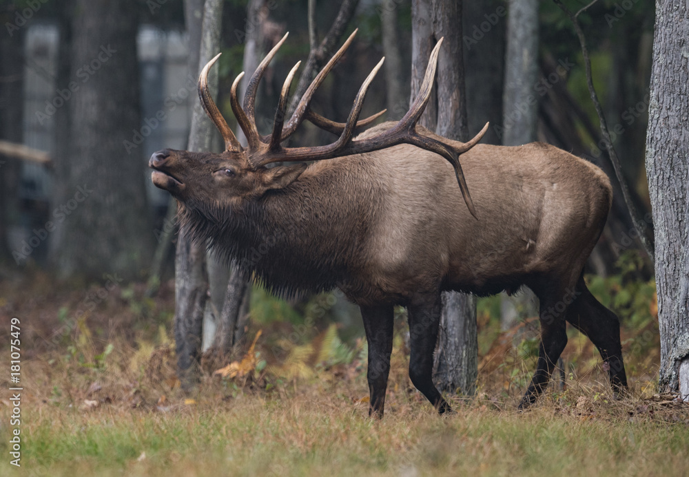 Bull Elk Stock Photo | Adobe Stock