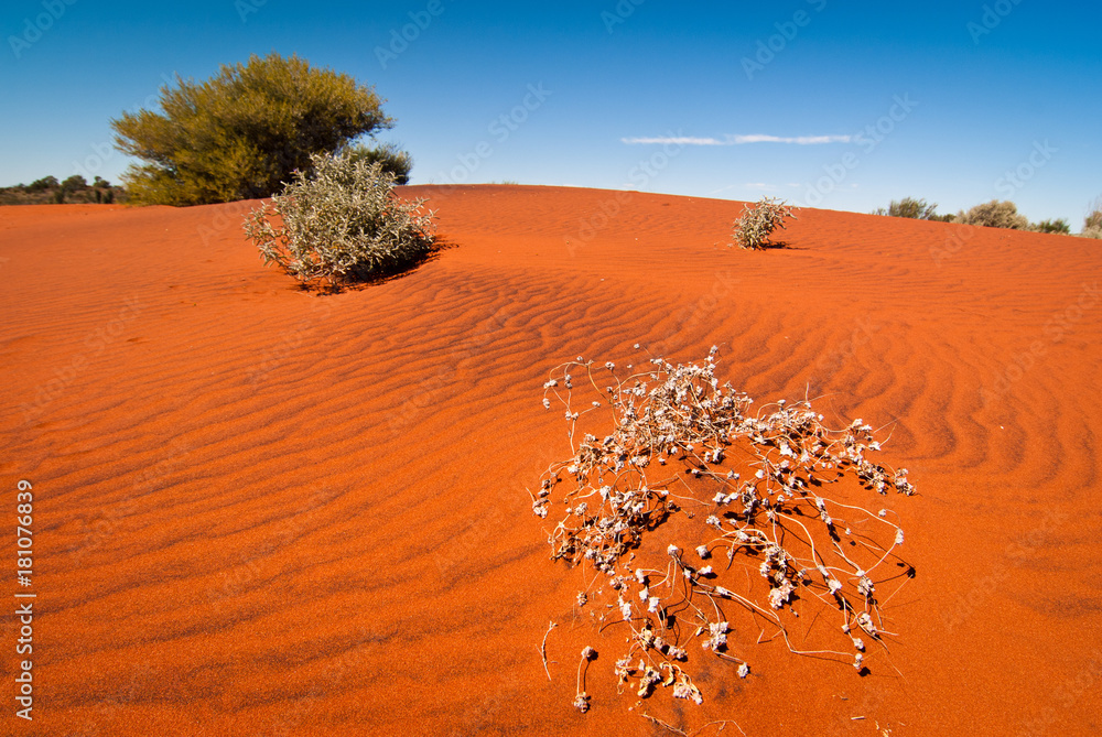 Australian Desert Plants