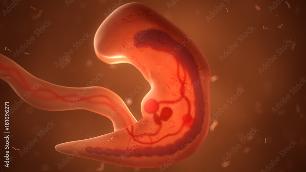 Human fetus with internal organs, 3d illustration Illustration Stock ...