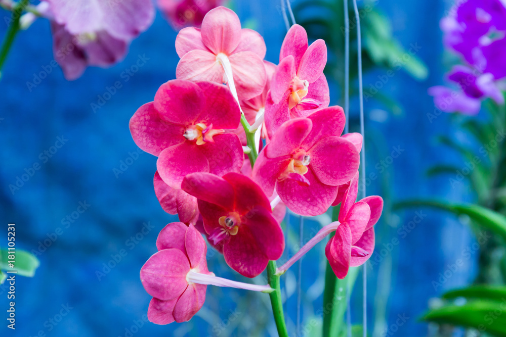 Red orchid is queen of flowers in tropical garden Orchid in nature ...