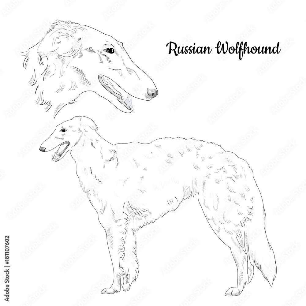 Russian hound hand drawn sketch. Hunting dog breed. Russian borzoi dog ...