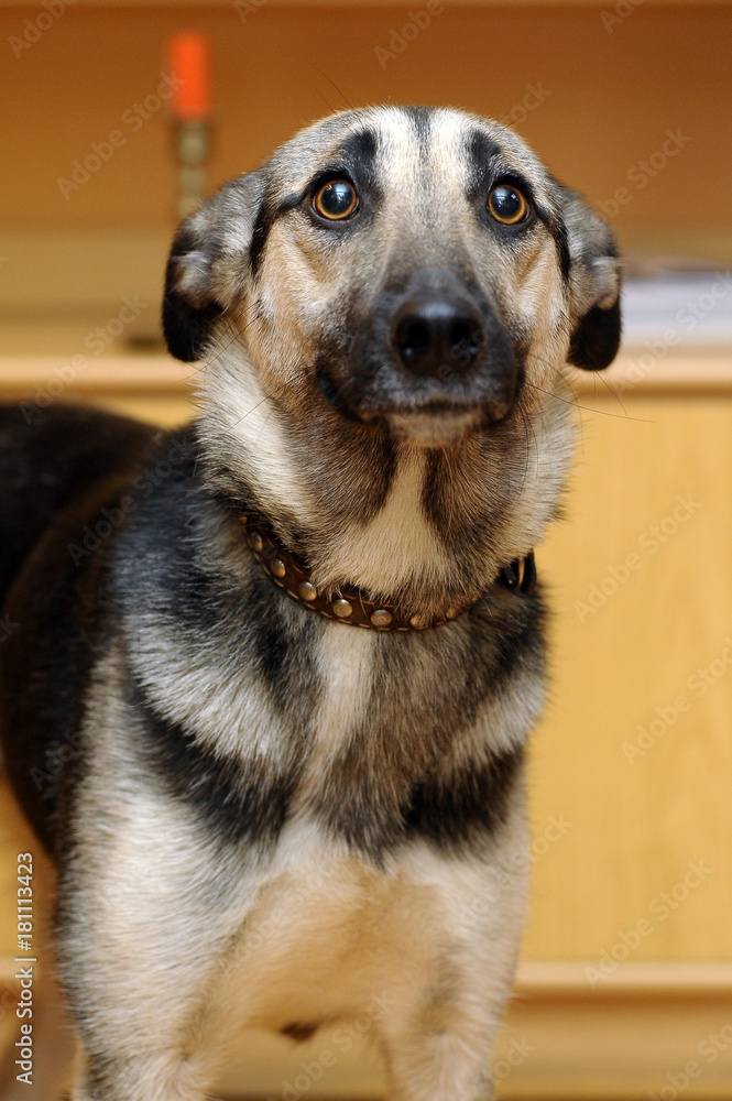 Cute Dog (dog, scared, frightened) Stock Photo | Adobe Stock
