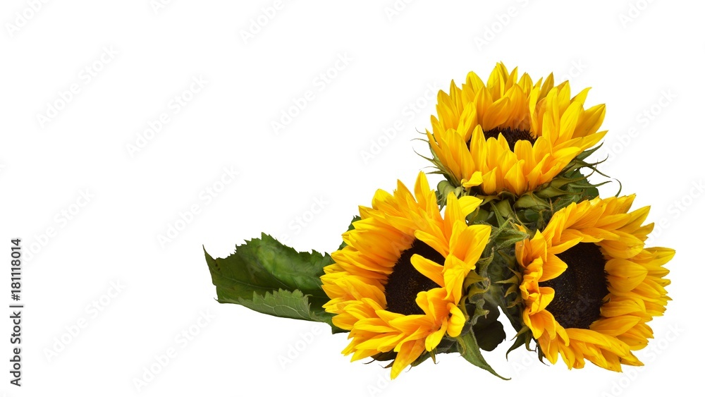Bouquet of three flowers of a decorative sunflower, lying on the ...
