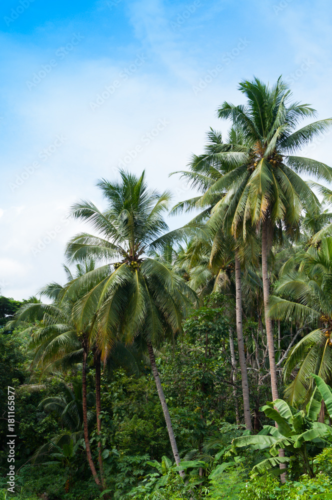 Coconut Tree In Rainforest