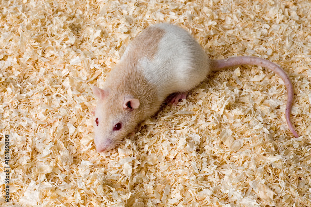 Ratte als Farbratte von oben Stock Photo | Adobe Stock