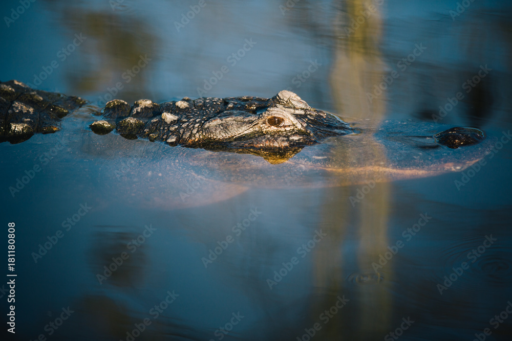 alligator Stock Photo | Adobe Stock