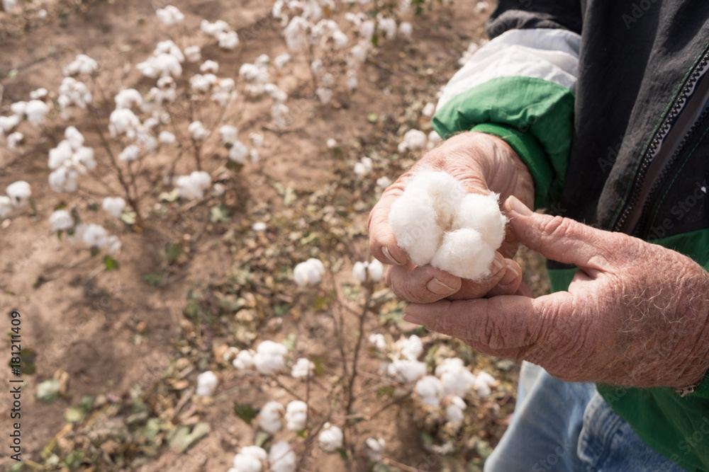 Cash Crops Cotton