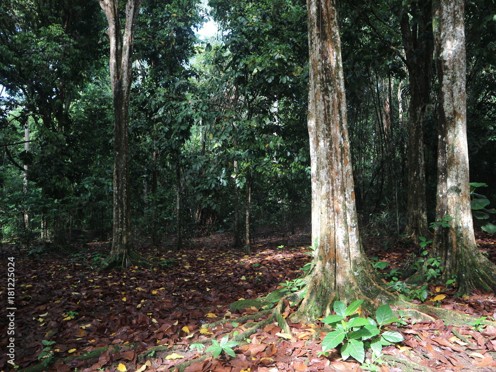 Fall tree roots in the forest with green foliage and paths of rice ...