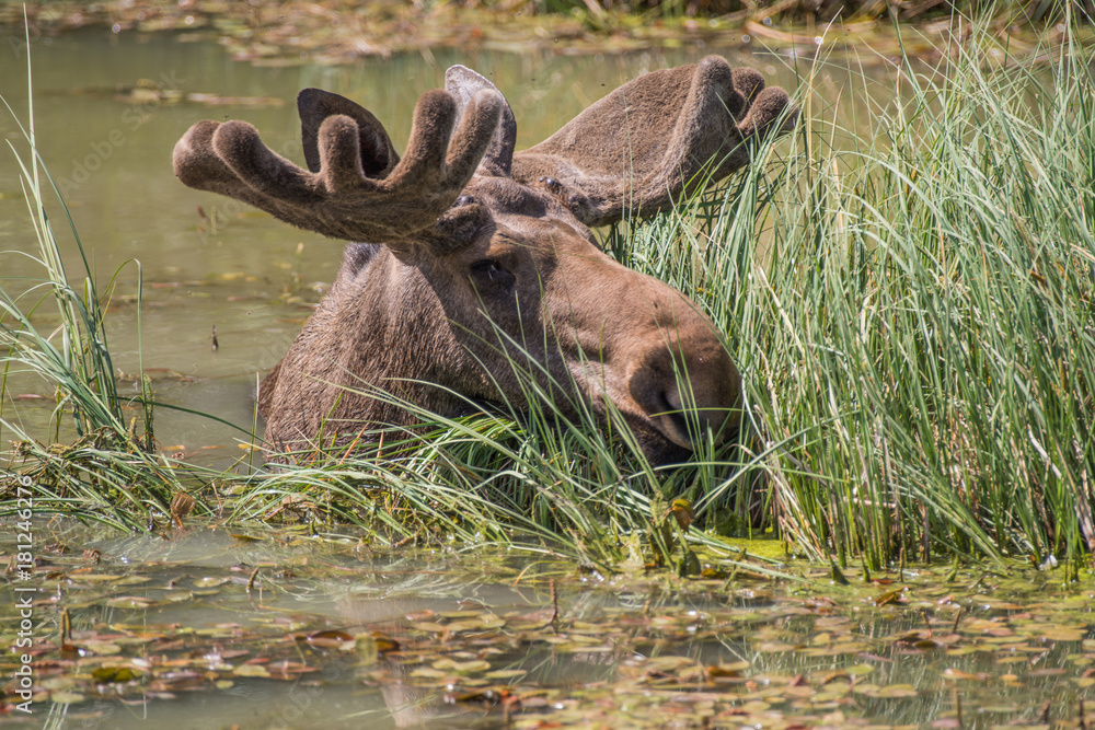 Male moose submerged in a large pools of water. His head with antlers ...