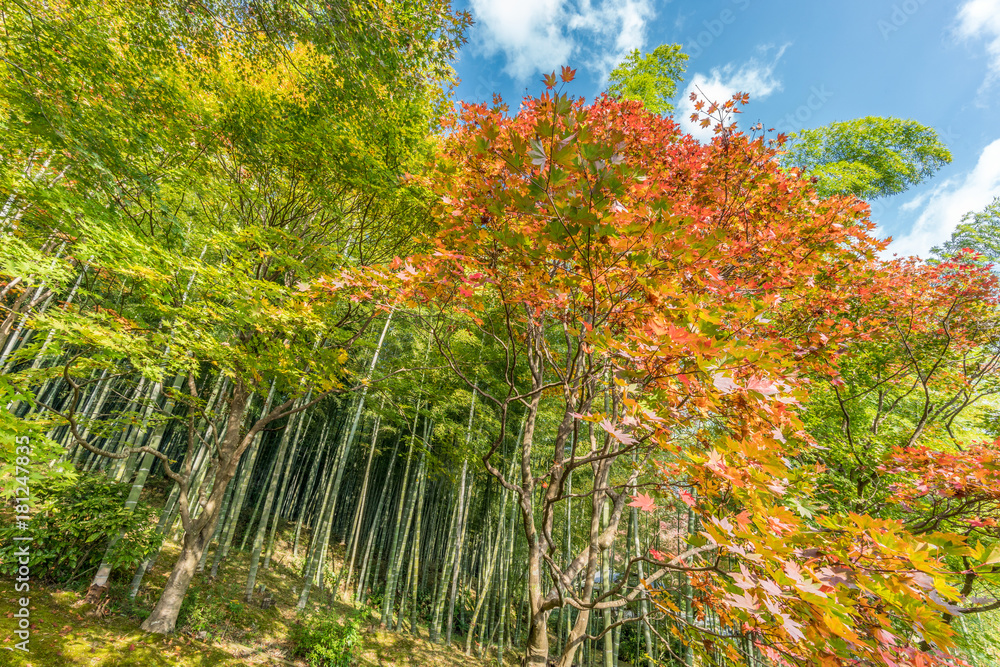 Autumn leaves, Fall foliage of Maple trees (Momiji) at Arashiyama ...