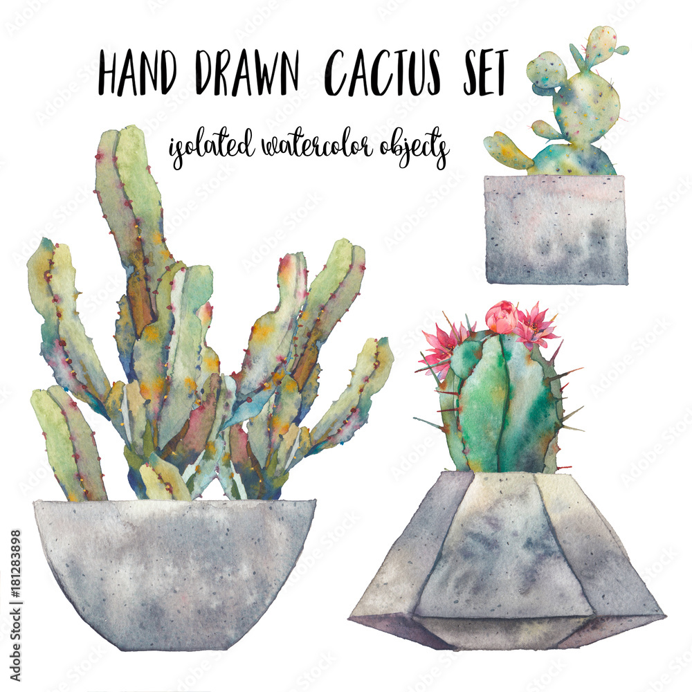 Watercolor cactus illustration. Hand drawn isolated desert plants on ...