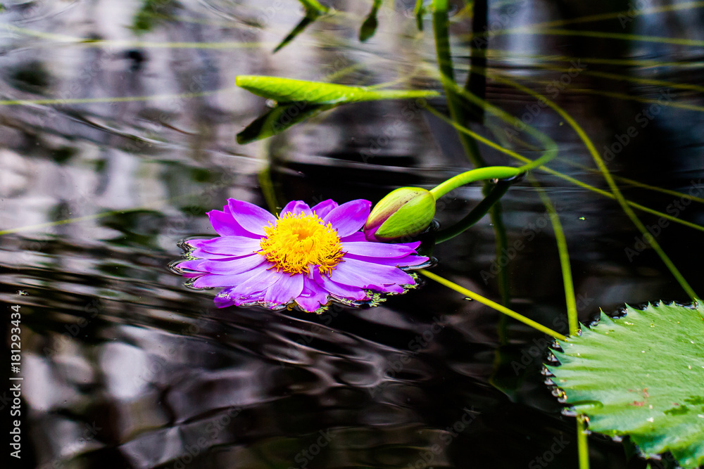 Nymphaea caerulea, known primarily as blue lotus (or blue Egyptian ...