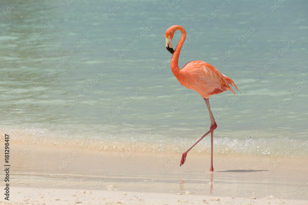 A flamingo walking on a tropical beach Stock Photo | Adobe Stock