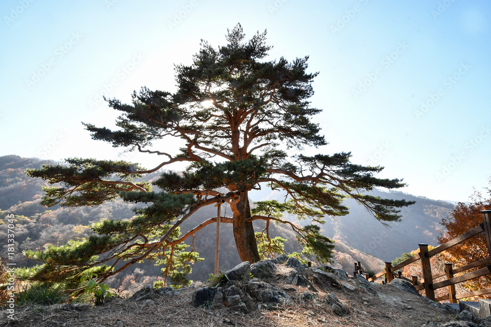 Korean Natural Monument 424, Jirisan Millennium Pine Tree in the Buun ...