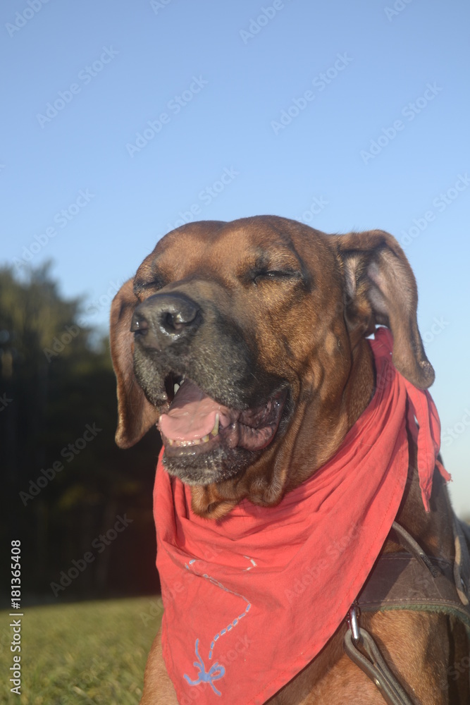 Poster Dog – Wall Art | UkPosters
