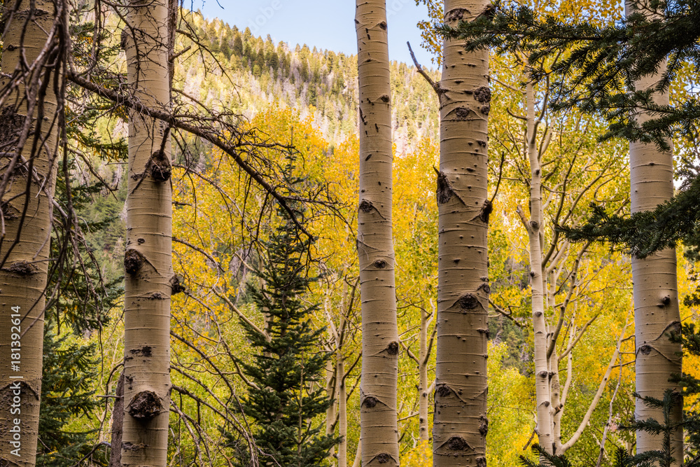 Aspen Tree Fall Colors: Flagstaff Arizona, Inner Basin Trail Stock ...