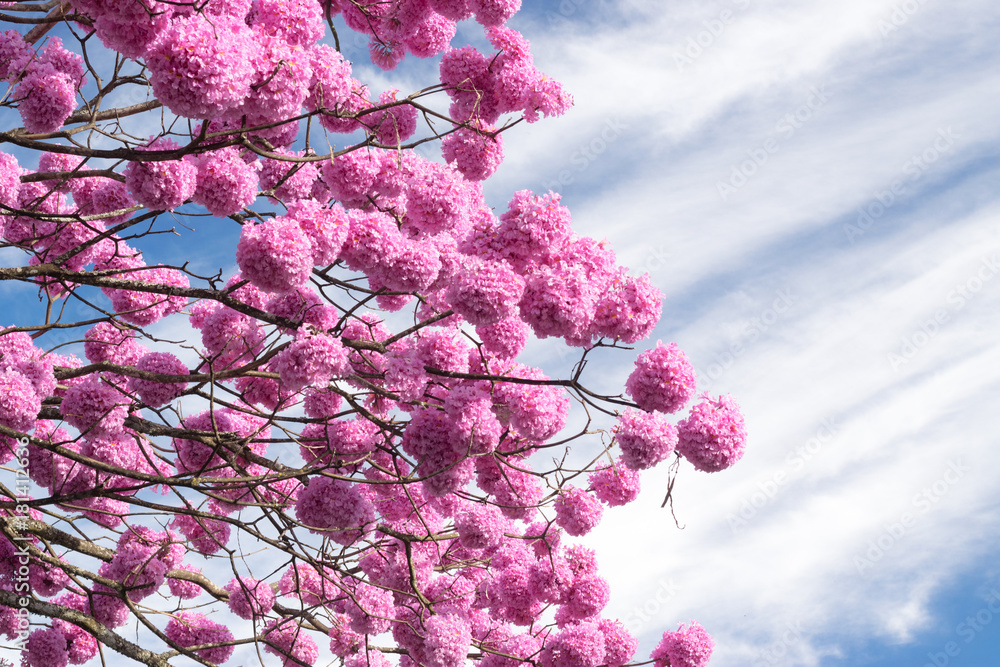 Fotografia do Stock: O ipê-rosa (Handroanthus impetiginosus) é uma ...