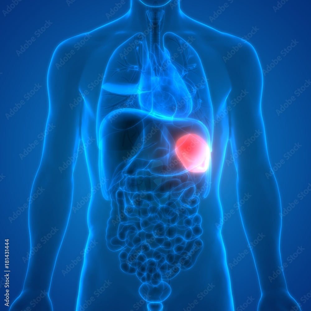 Human Body Organs Anatomy (Spleen) Stock Illustration | Adobe Stock