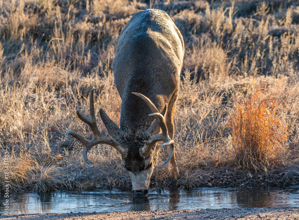 Deer Drinking Water From Stream