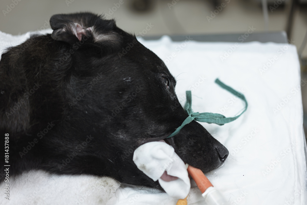 The black dog 's the placement of a tube that extends from the oral ...
