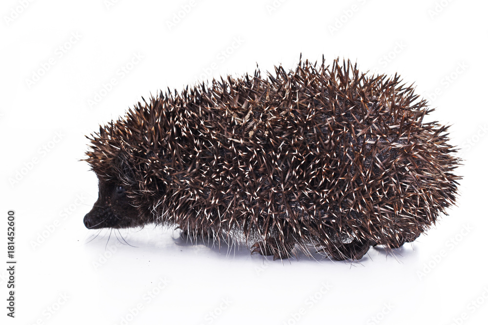 Cute hedgehog. Hedgehog quill closeup. hedgehog spike spikes quills as ...